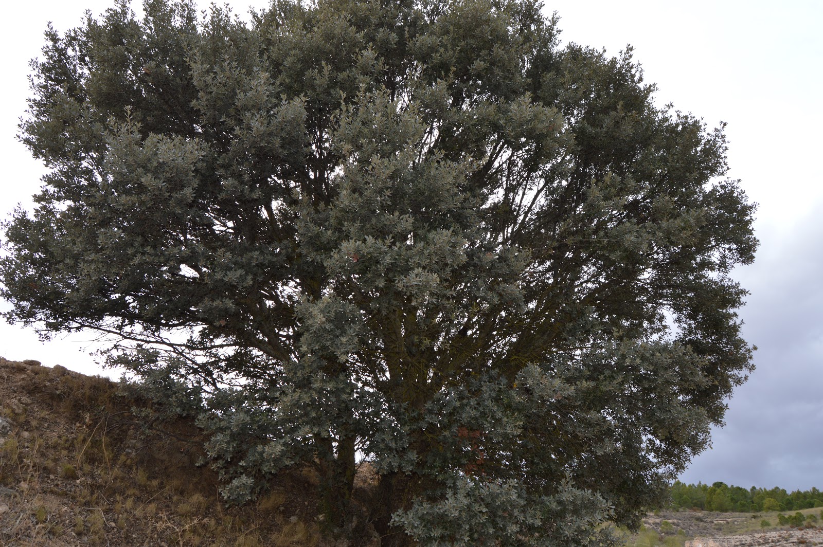 Blog de campo y minerales: enero 2018