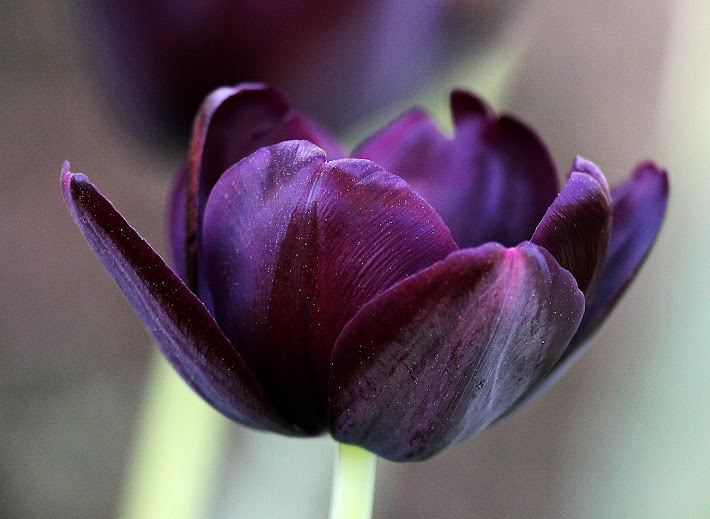 Photography with a Southern Accent