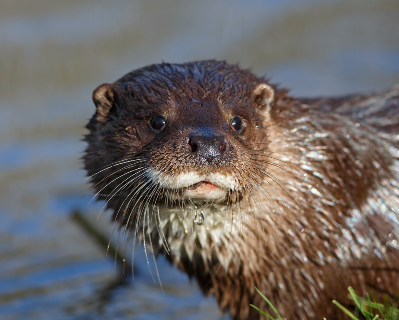 Russ Telfer Wildlife Photography: Wild European Otter