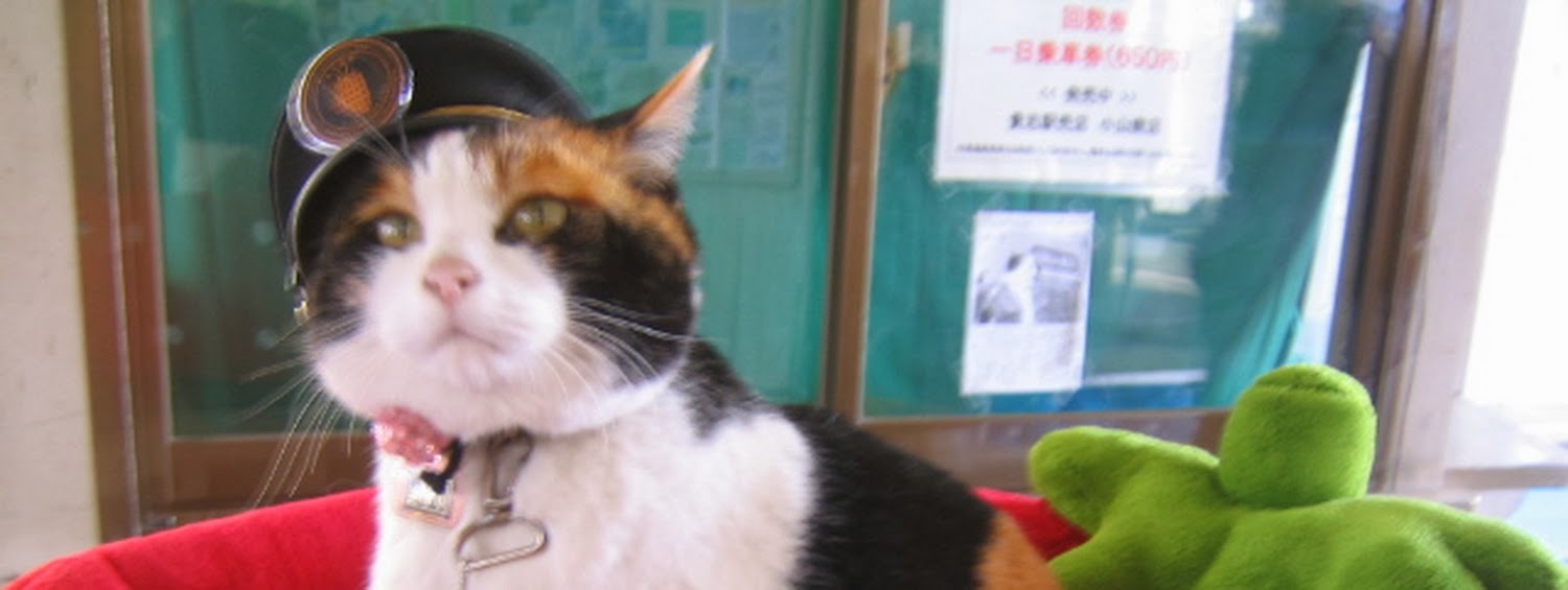 8 Kucing Ajaib ini Memiliki Karier yang Jauh Lebih Sukses dari Anda ...