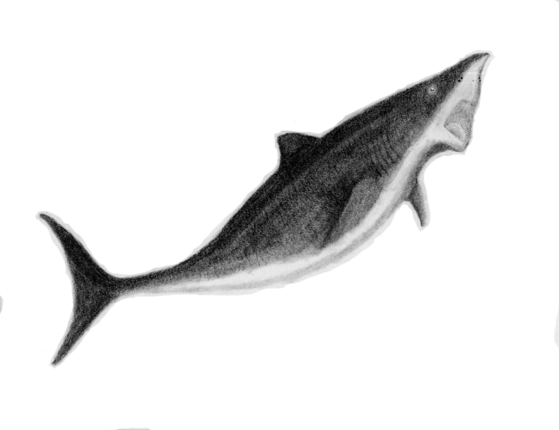 Sounder Art: Helicoprion