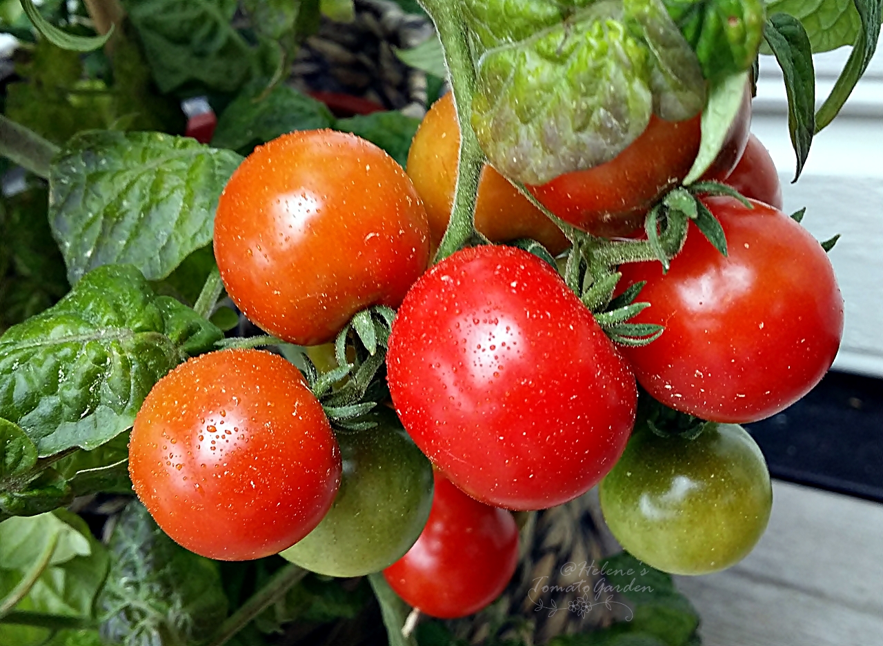 Helenes Tomater: Tiny Tim