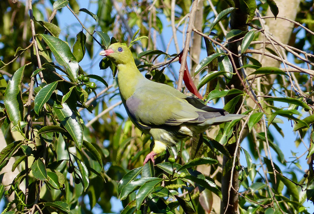 Bukoba Steve's Uganda birding blog