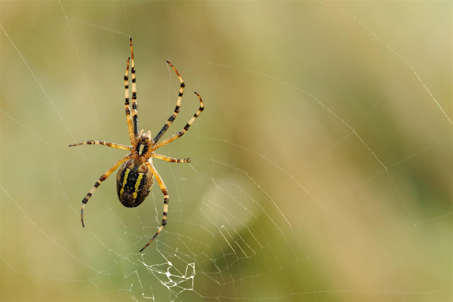 Gonnie van de Schans : Spinnenplaag?