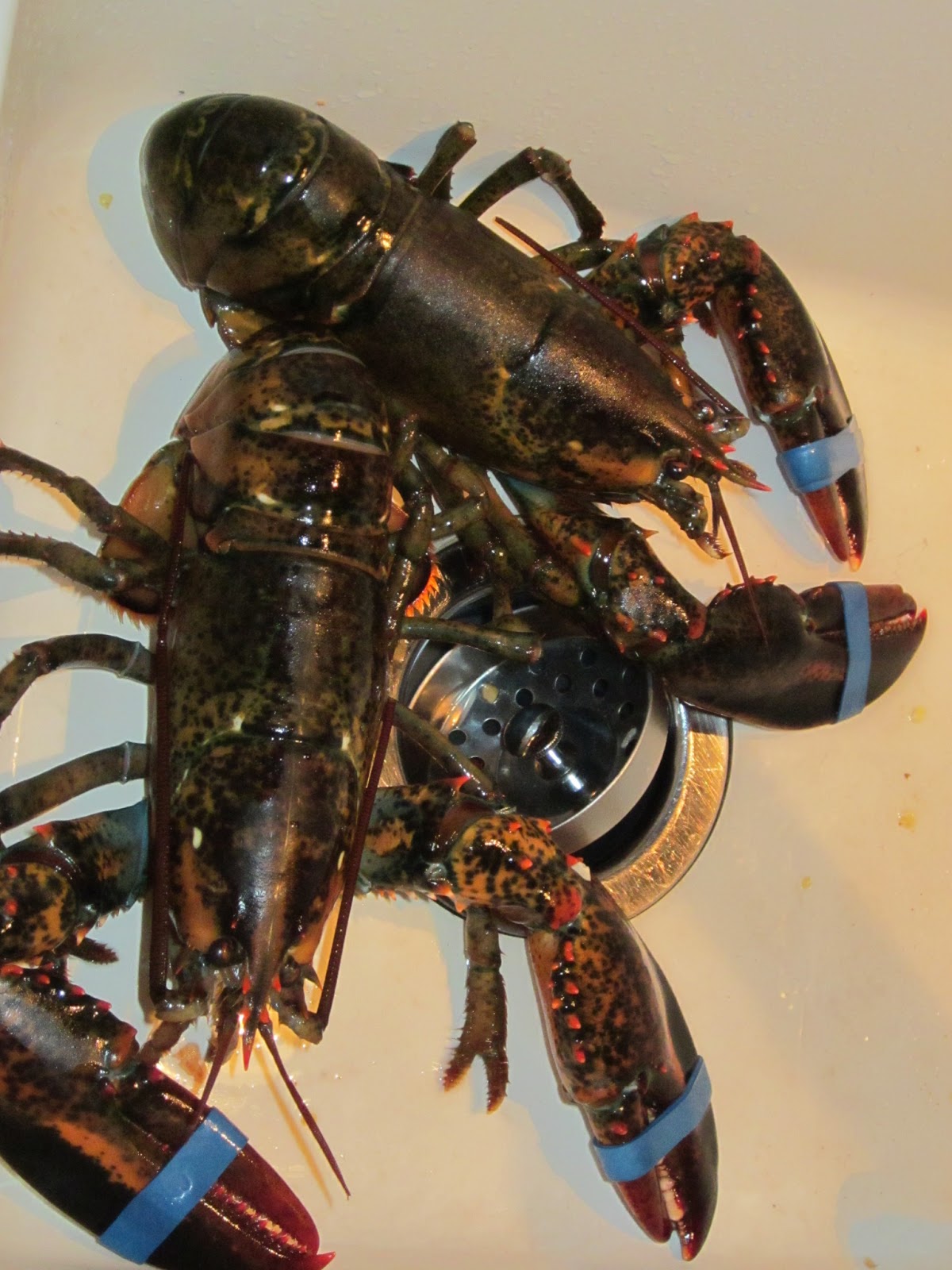 karen carter's adventures: Maine coast lobster time