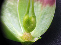 Vegetació Urbana: Glossari