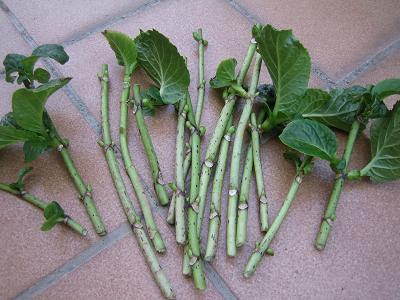 Blog de Dorisalon: PODA DE LA HORTENSIA