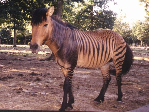 Zorse | Animal Wildlife