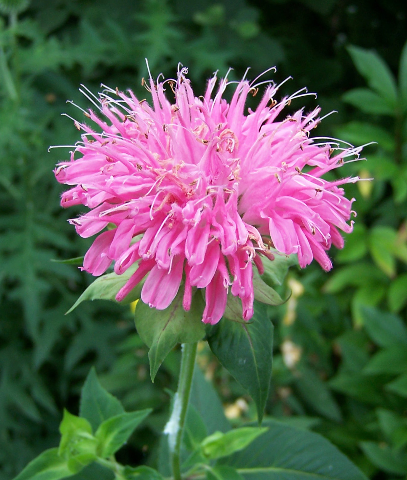 Three Dogs in a Garden: M is for Monarda