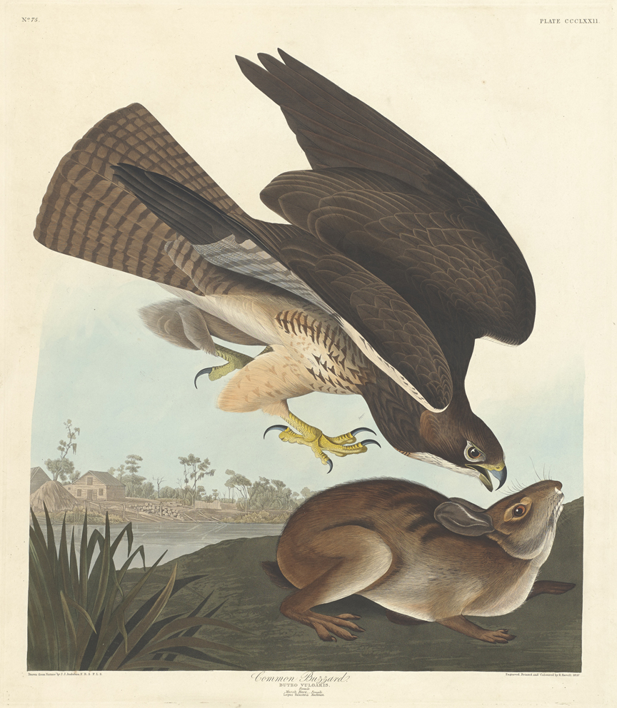 ART & ARTISTS: Audubon: Birds of America part 3