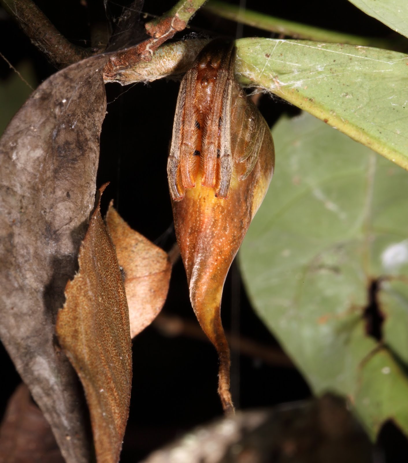 Species New to Science: [Arachnida • 2016] Leaf Masquerade in An Orb ...