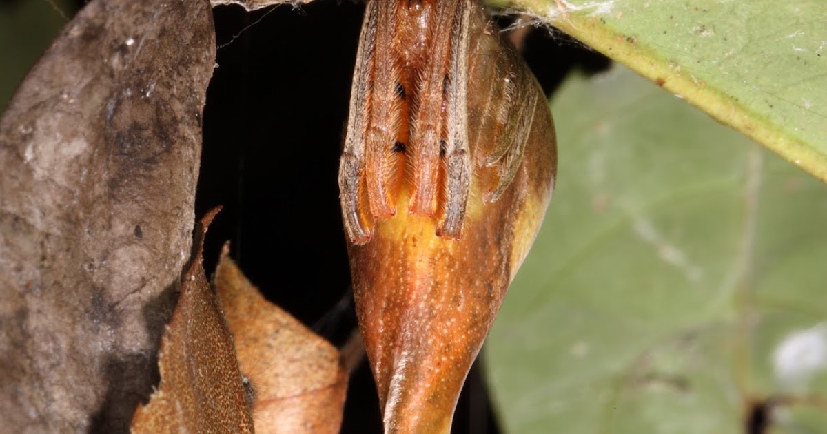Species New to Science: [Arachnida • 2016] Leaf Masquerade in An Orb ...