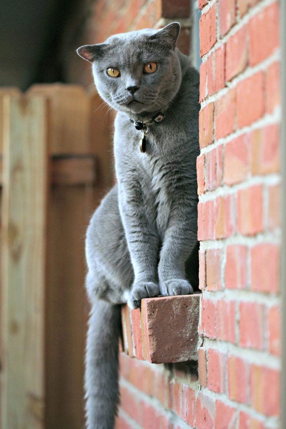 30 Cutest Pictures Of British Shorthair Cat Calvin 30-cutest-pictures-of-british-shorthair-cat-calvin
