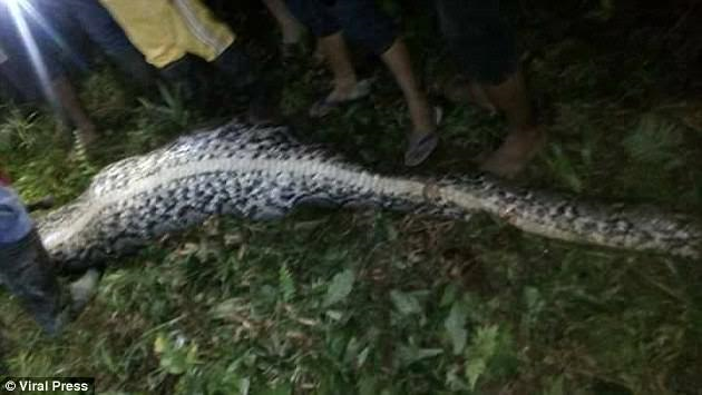 Indonesian villagers cut out python's stomach to remove body of their ...