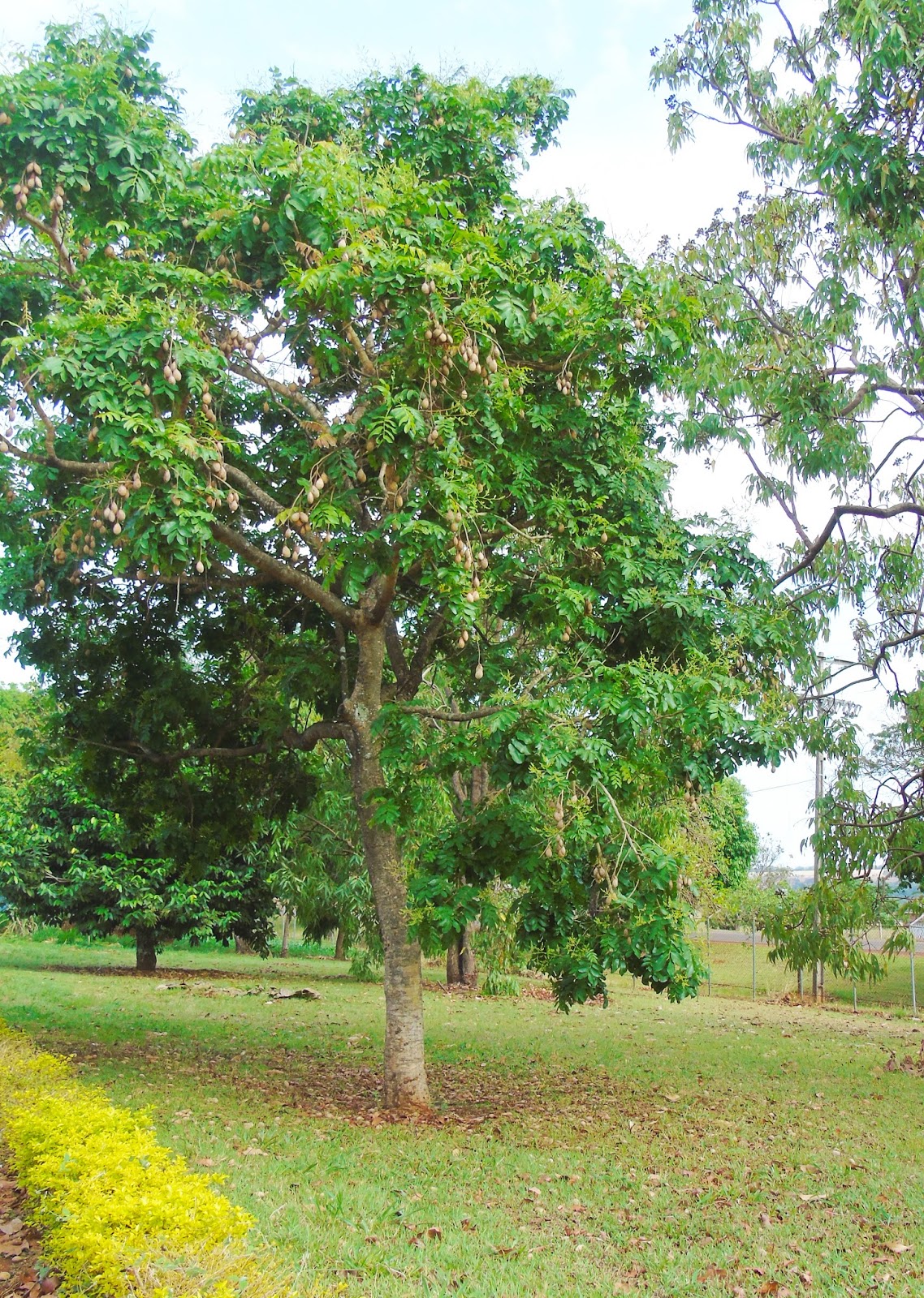 Baru (Dipteryx alata Vog.) | A planta da vez