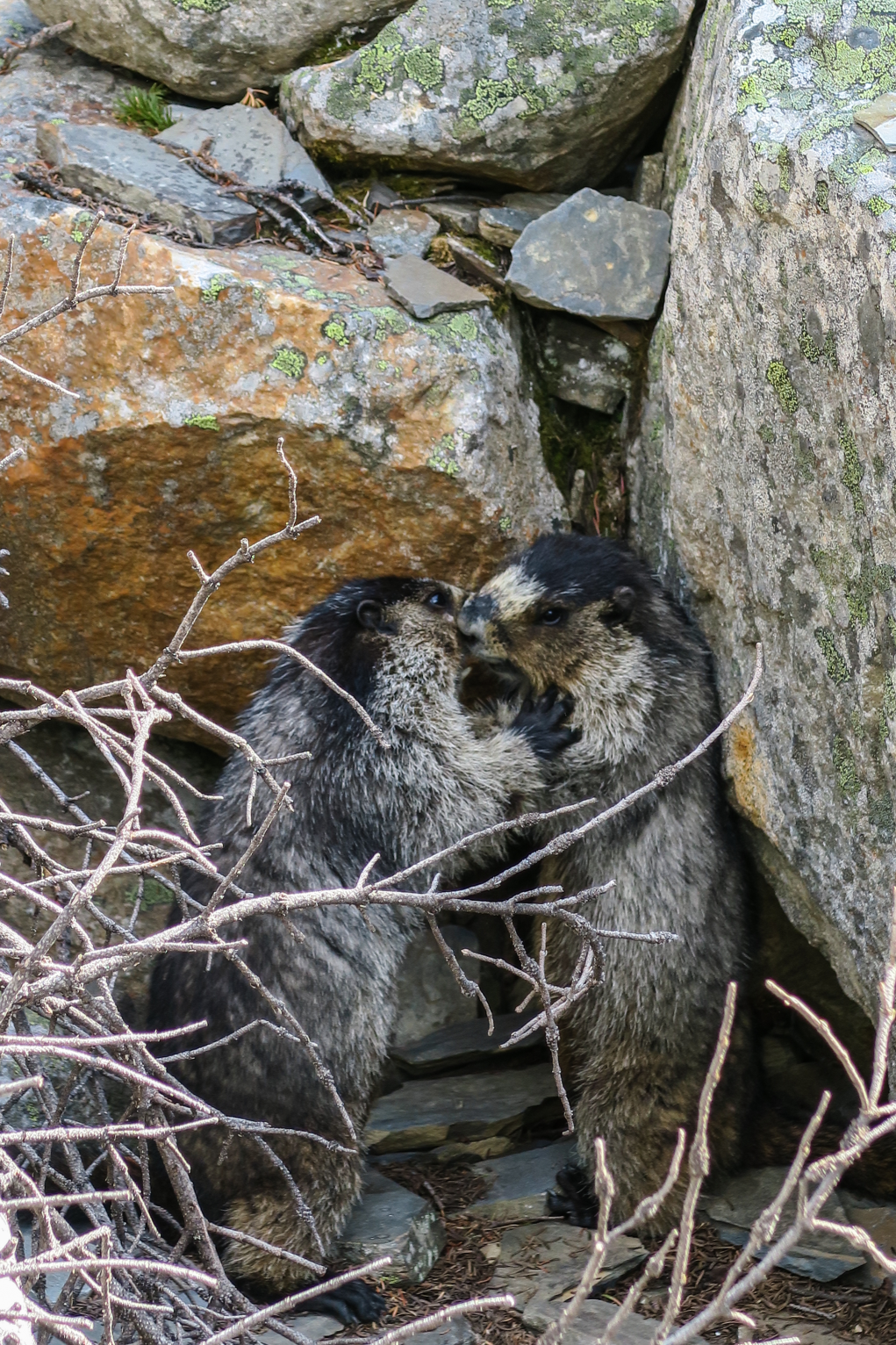 A Map and a Mustang: Marvelous marmots
