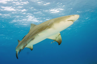 Animals of the world: Lemon shark