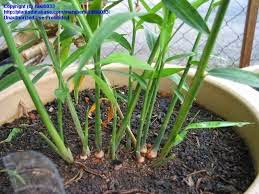 kebun jahe nusantara: Budidaya Jahe Dalam Karung, Hasilkan Benih Sehat