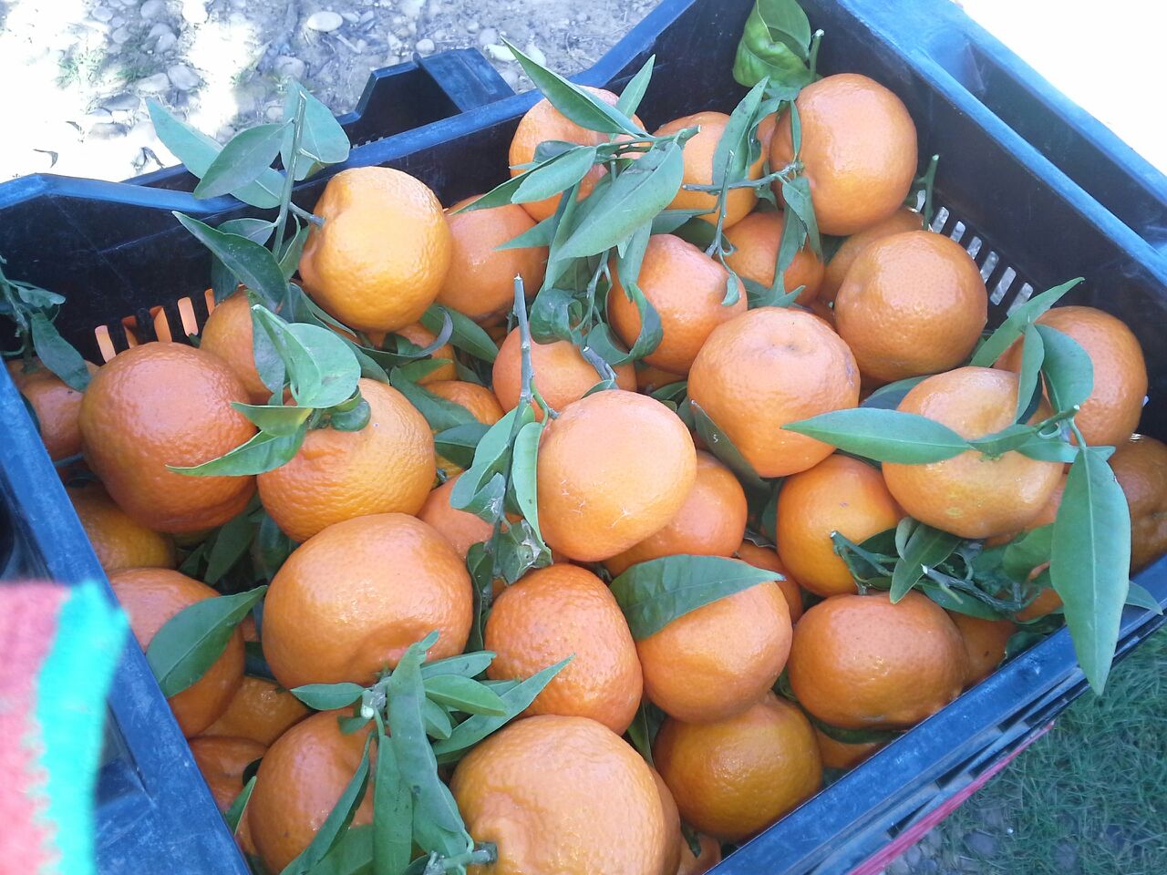 Clemenules Valenciana: Comprar ya las últimas mandarinas clementinas ...