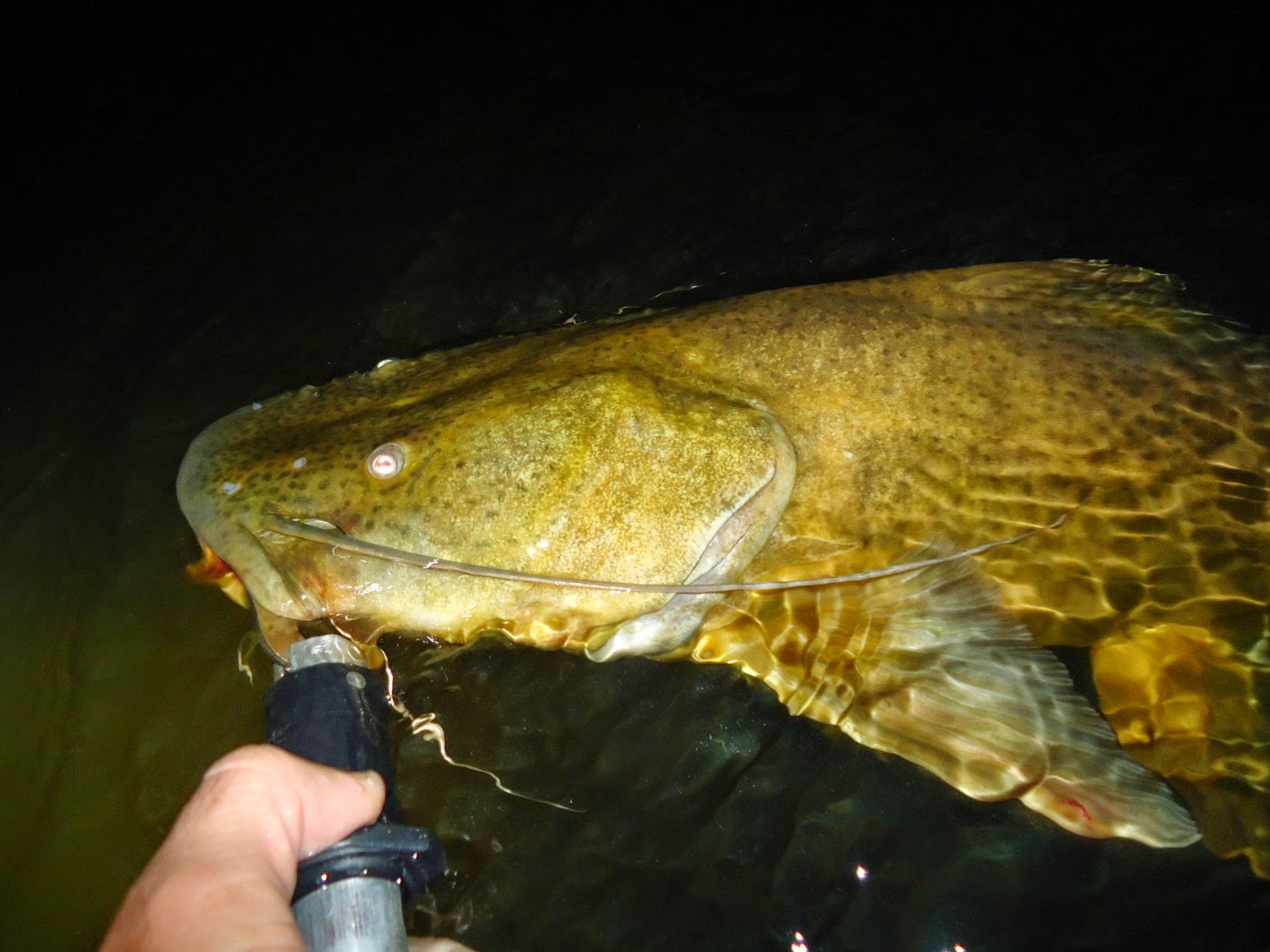 Pescaria de dicas: Jaú