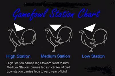 Gamefowl breeding methods - indiwes