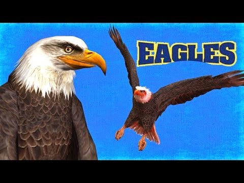 Eagle Finger Family 3D Animated Cartoon Nursery Rhyme | My Superhero Rhymes