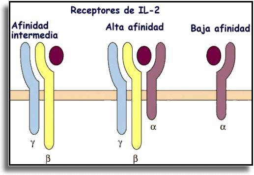Subunidad Beta Del Receptor De Interleucina-2; Antígenos CD122 ...