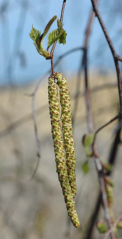 CABINET OF CURIOSITIES: A Tree-Spotter's Guide to Flowers: 2