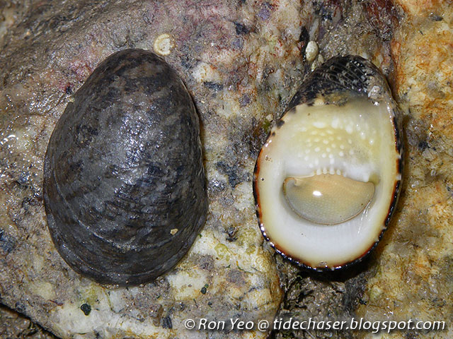 tHE tiDE cHAsER: Nerites (Phylum Mollusca: Family Neritidae) of Singapore