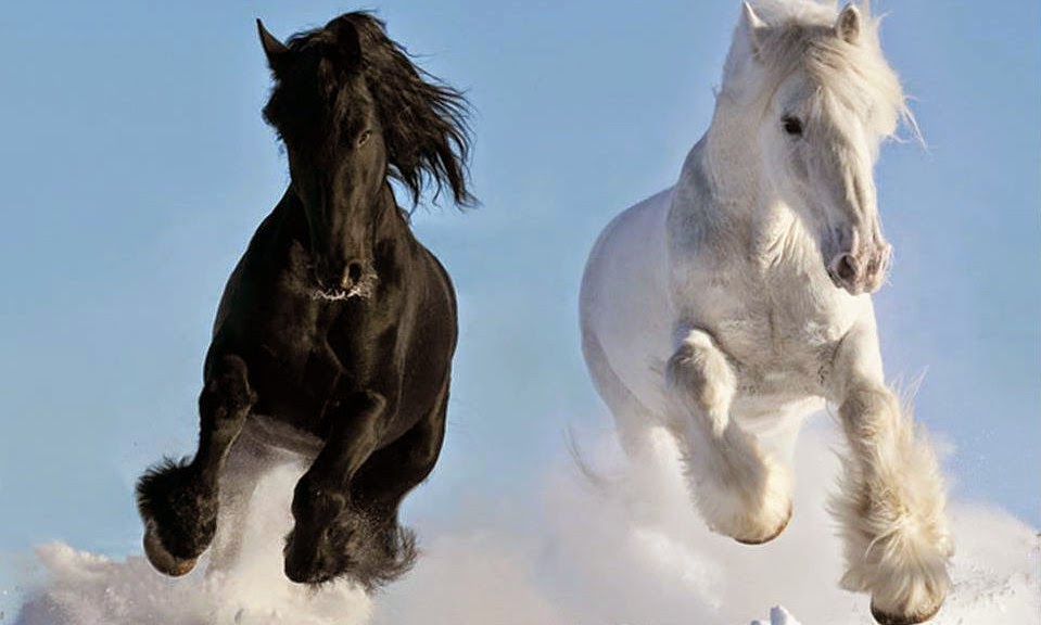 Photo Blog: Poze de iarna: Cele mai frumoase poze cu Cai in zapada