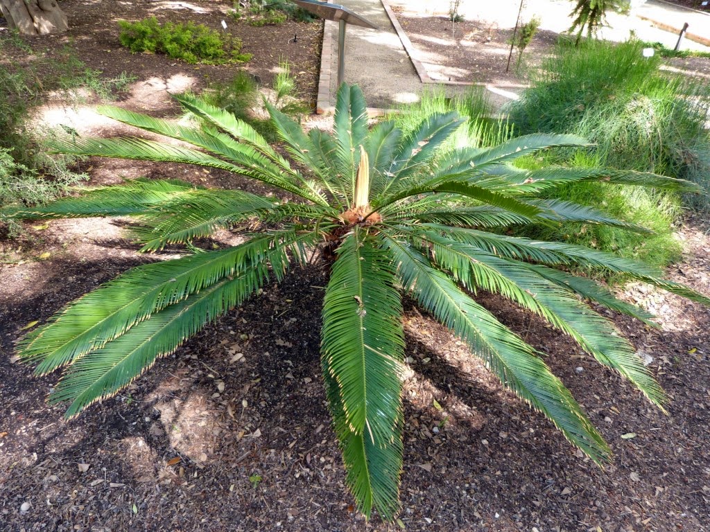 Taxonomia Plantae no Magnoliopsida: Phylum Tracheophyta Clase Cycadopsida
