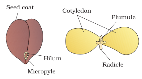 NCERT Solutions for Class 11th: Ch 5 Morphology of Flowering Plants Biology