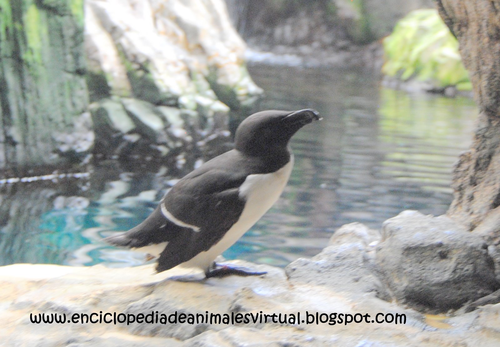 Fichas de Animales: Alca común