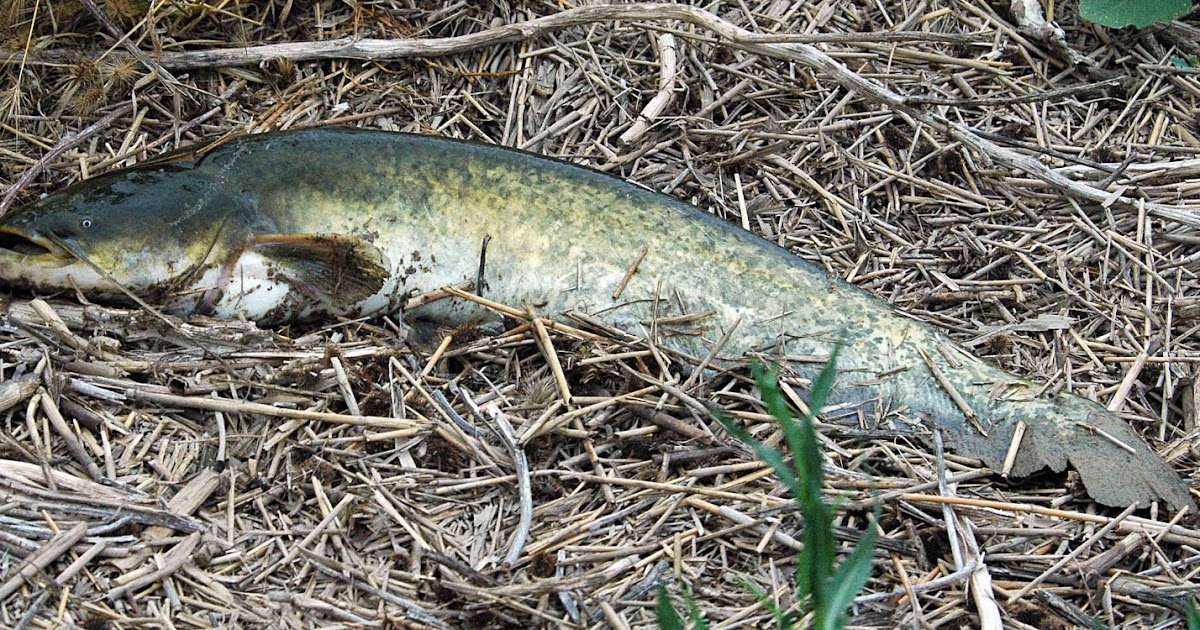 Fauna del Camp i la Conca.: Silur.