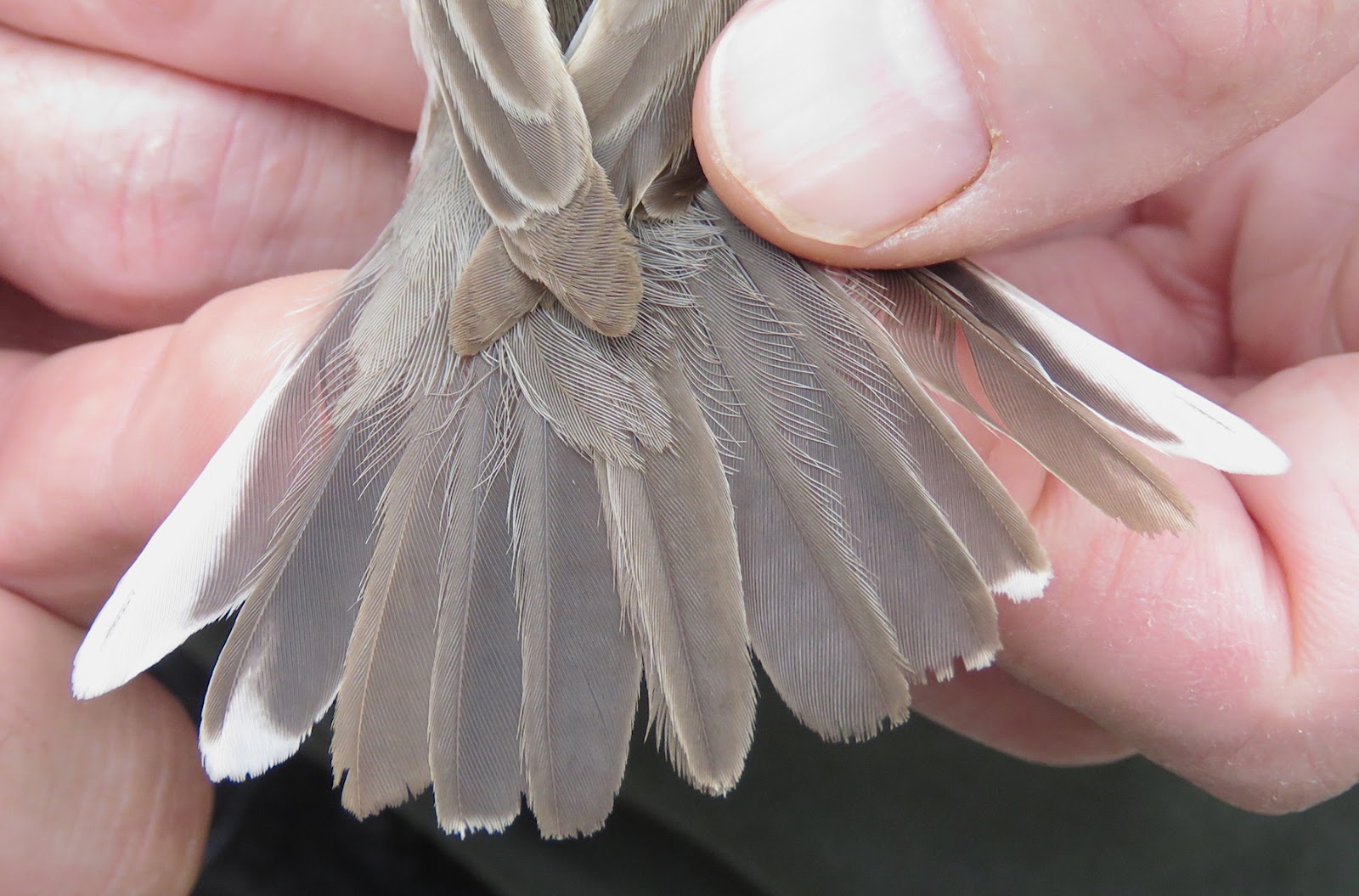 Lundy Bird Observatory Sightings Archive: 30th Apr – Another Eastern ...