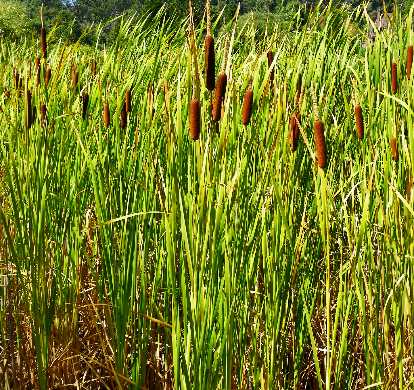 Stories from the Wigwam: Medicinal Monday... Cattails