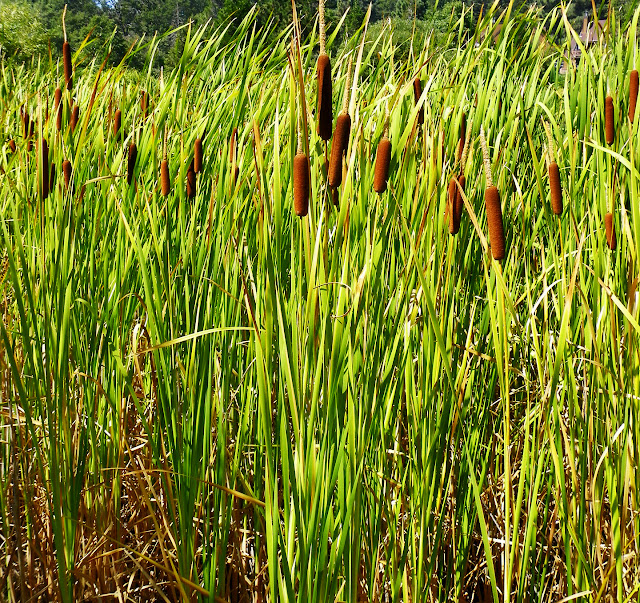 Stories from the Wigwam: Medicinal Monday... Cattails