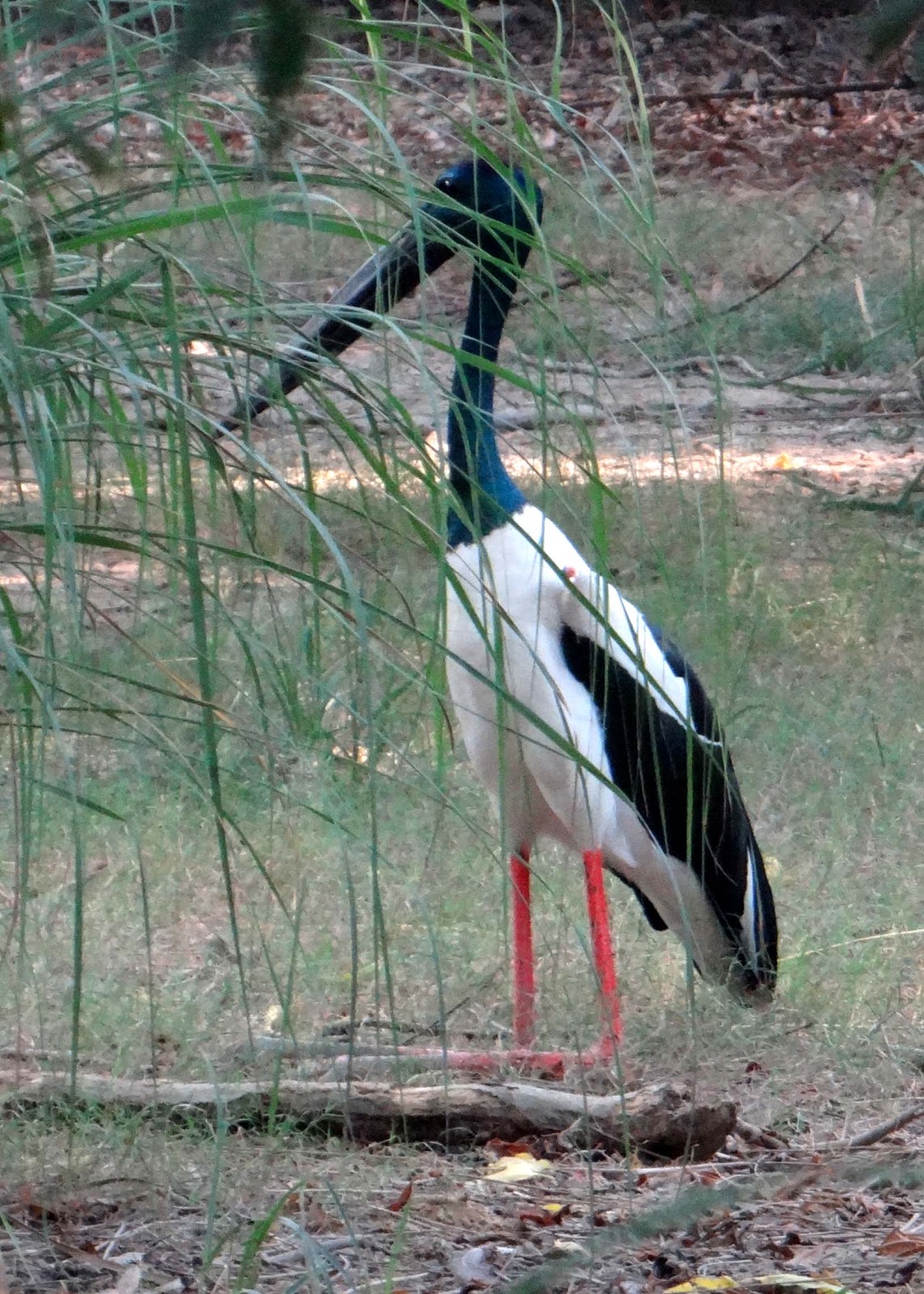 Footloose: 12. Back to the roots : A trip to Lucknow