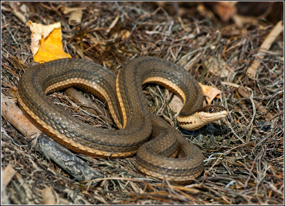 Explorations of an Ecologist: Queen snake!