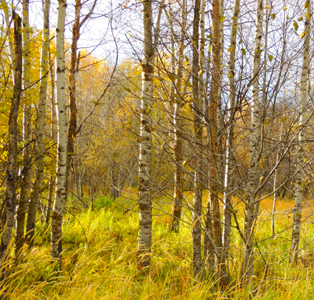 Audrey Finch: The beginning of the end