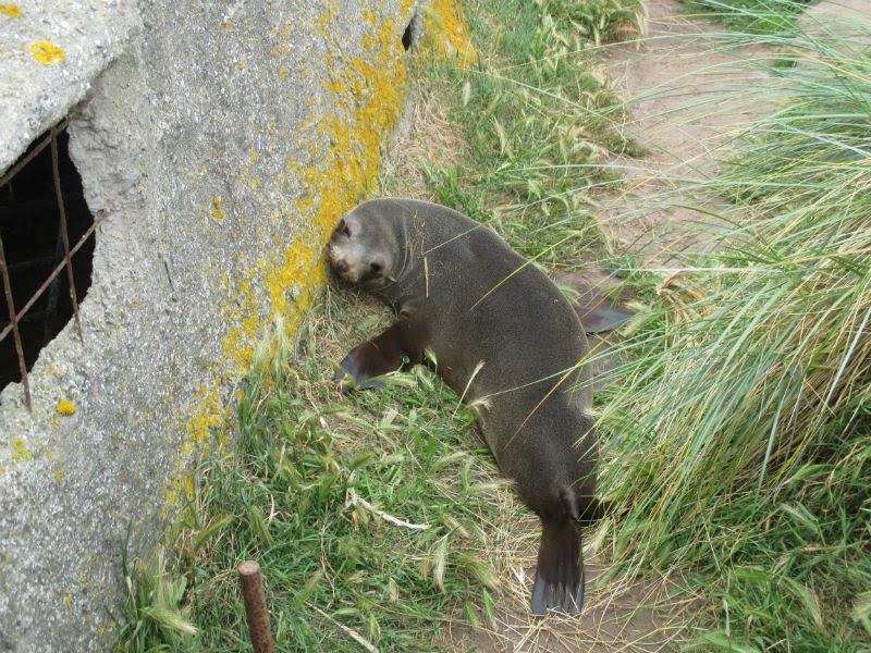Neuseeland: Rohan (bzw. "MacKenzie Country")