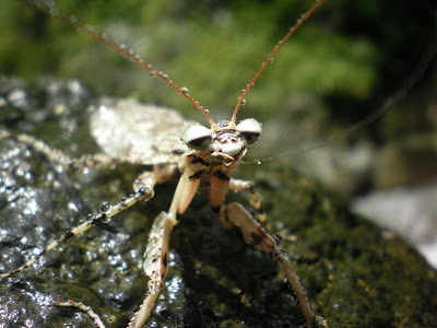 Belalang Air - photography ge_er