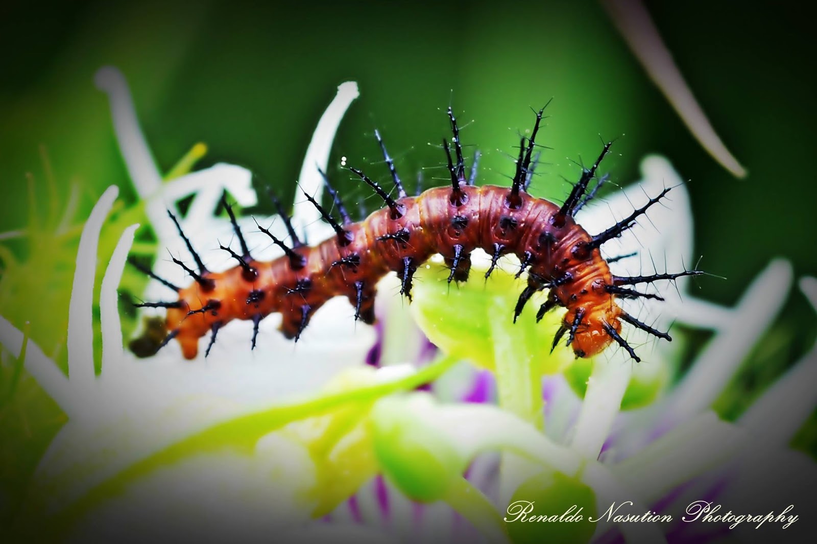 Ulet Bulu | De Collections