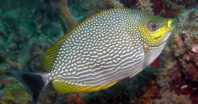 DUNIA IKAN: ikan Baronang