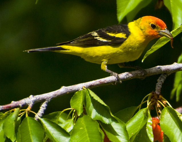 Birds: Western Tanager
