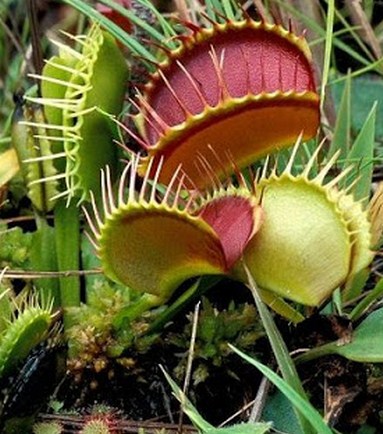 Special Features Some Plants | Luxyana