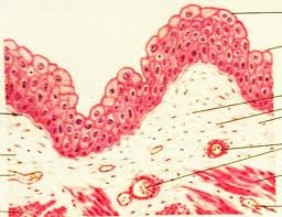JARINGAN EPITEL | Biologi SMA Kelas XI