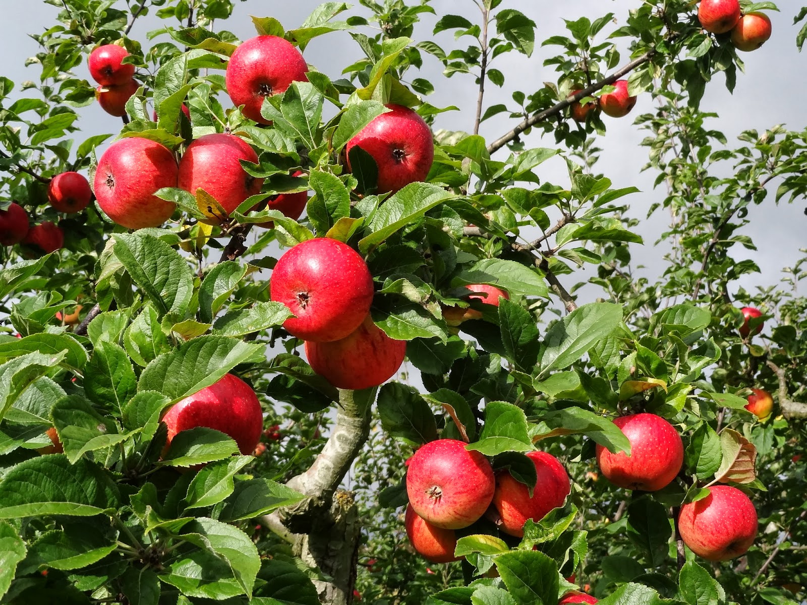 Down on the Allotment: A Taste of Autumn