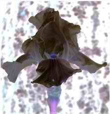 Flowers around the world: The National Flower Every country (J)