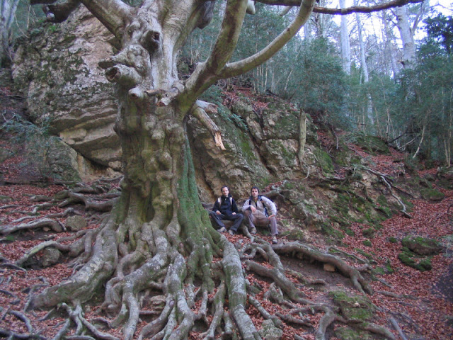 Fotografia panoràmica virtual: Gegants ben arrelats: arbres monumentals ...